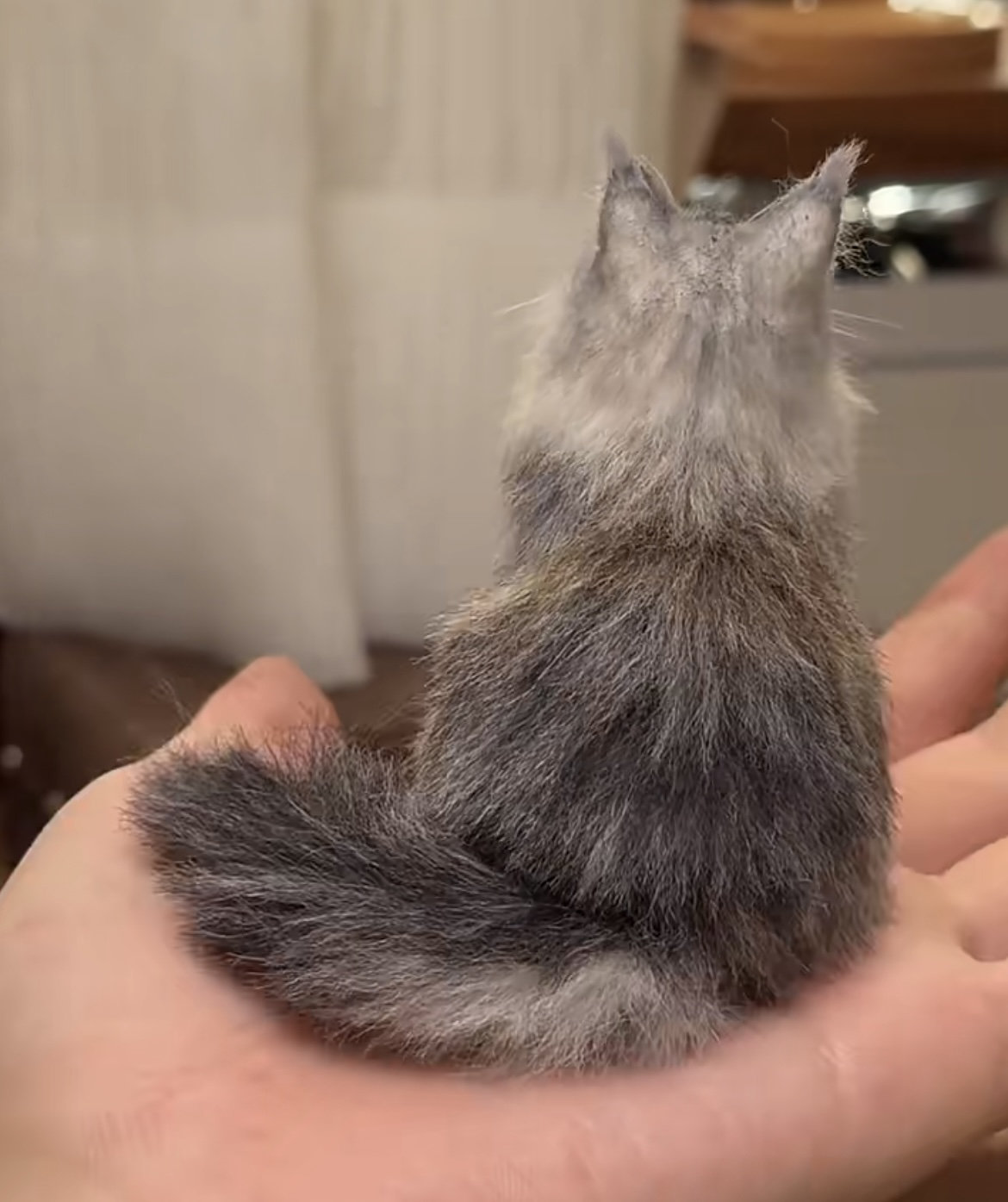 Mini Felted Wool Cat,felted Wool Crafts,felted Miniature,small Felted ...