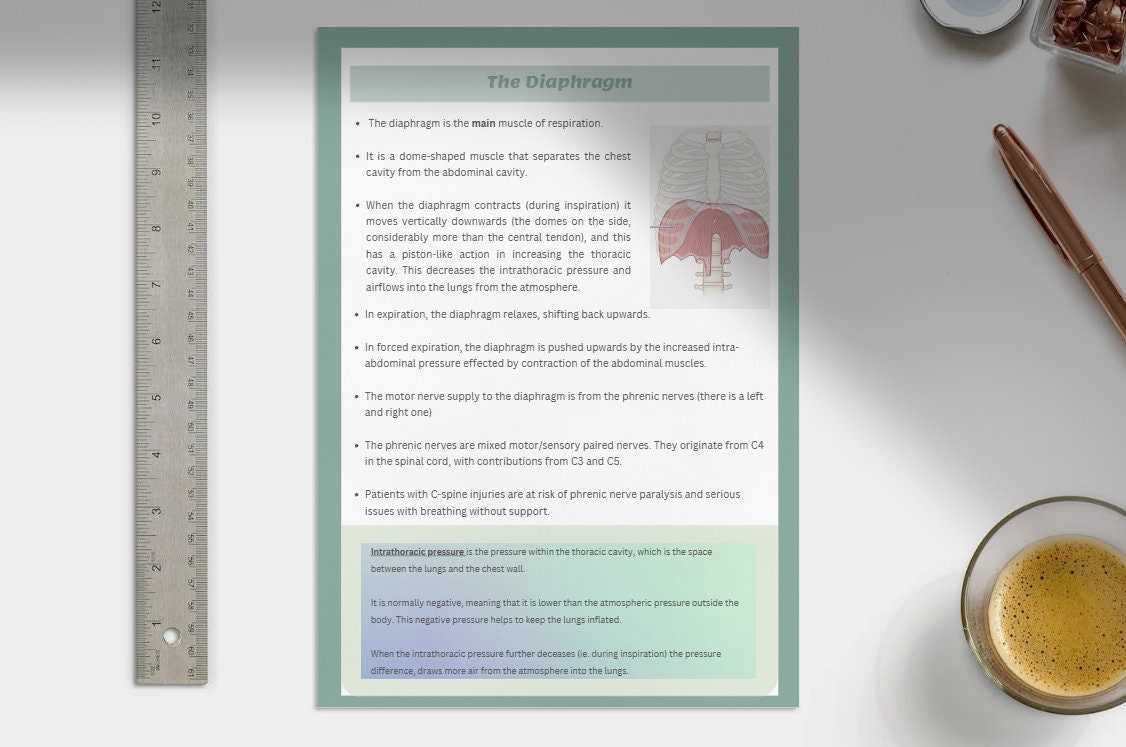 Muscles of Respiration - Essential Notes and Flash Cards - Etsy