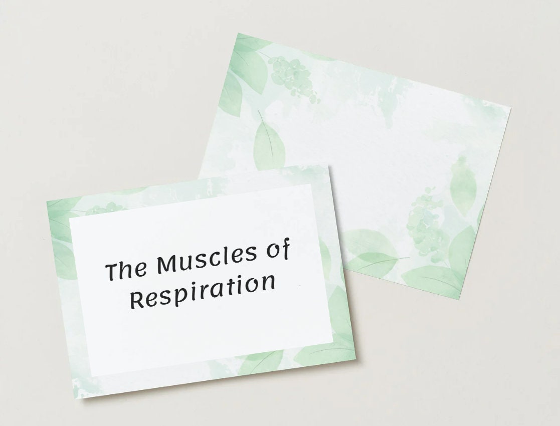 Muscles of Respiration - Essential Notes and Flash Cards - Etsy