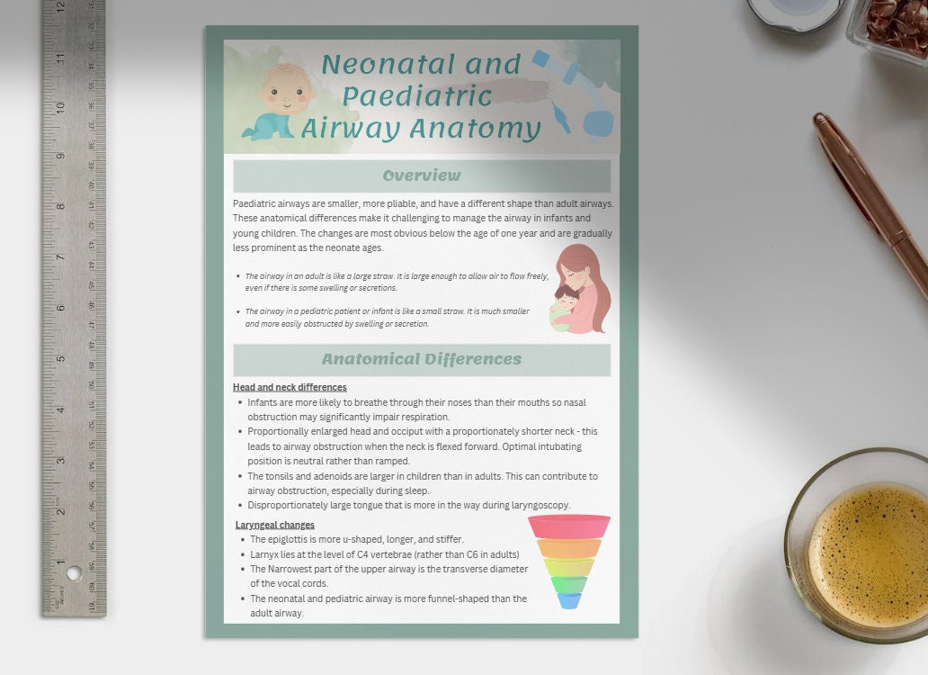 Upper Airway Anatomy Essential Notes and Flash Cards Bonus Notes on the ...