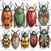 24 DIY Wall Art Insect Digital Images, Colorful Beetle and Bug Artwork ...