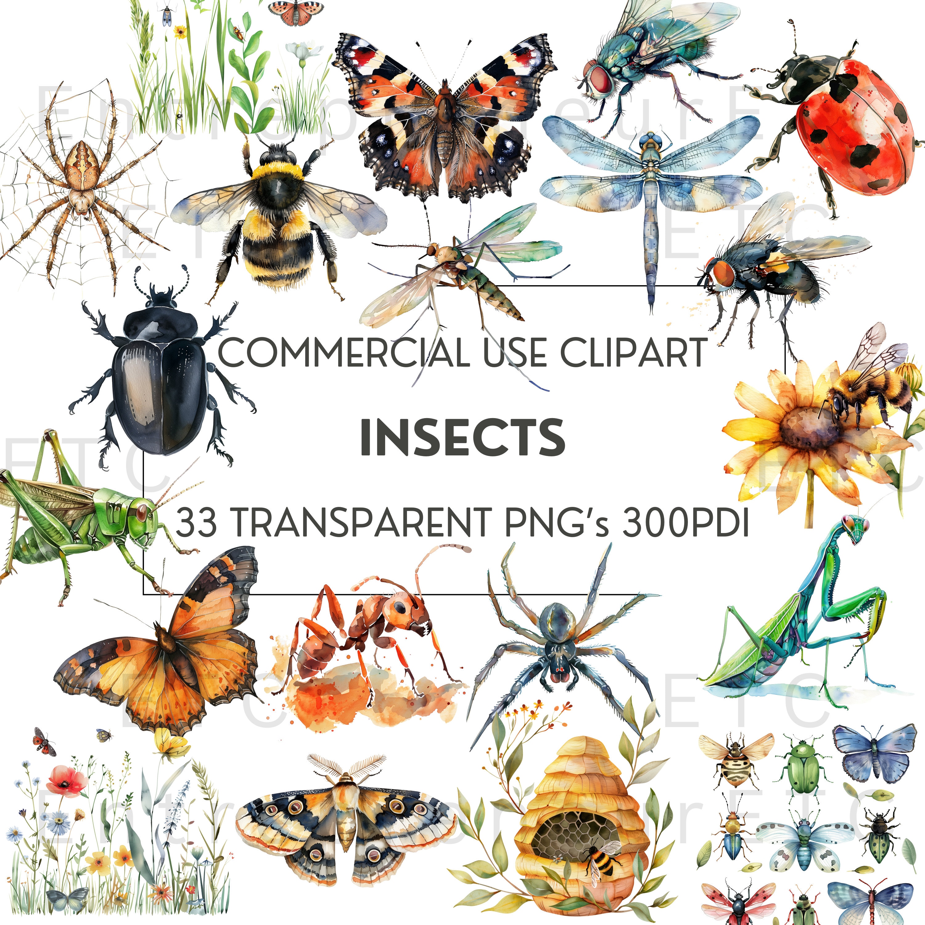 Insect Watercolor Clipart, 33 PNG Clip Art Insects, Bee Ladybug Spider ...