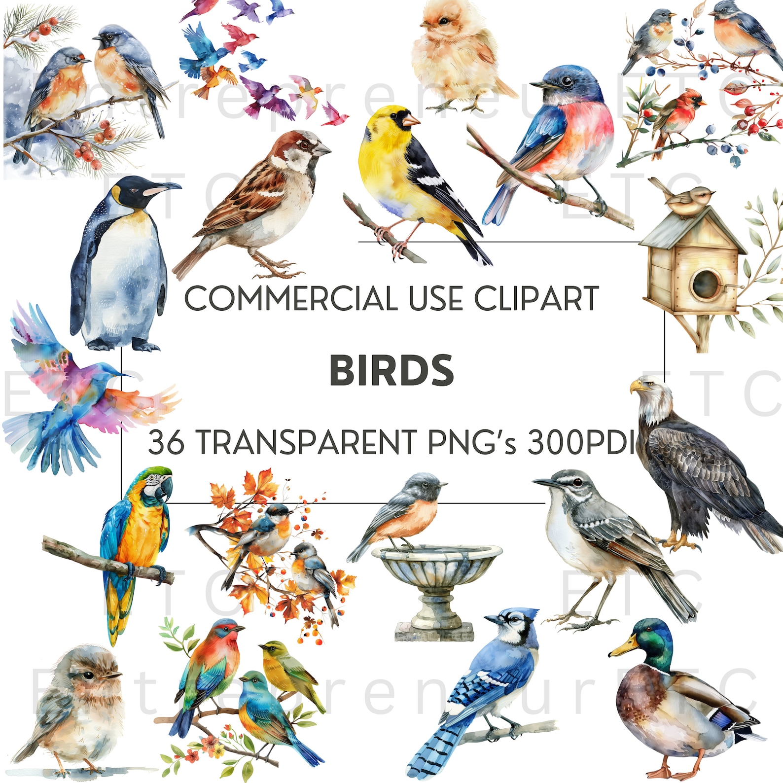 Bird Watercolor Clipart, 36 PNG Clip Art Birds, Bird Illustrations ...