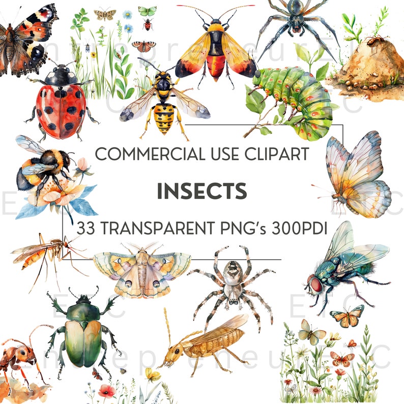 Insect Watercolor Clipart, 33 PNG Clip Art Insects, Bee Ladybug Spider ...