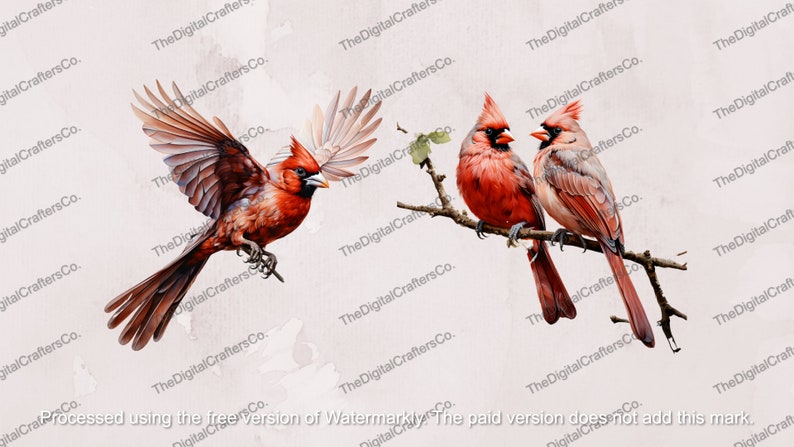 Red Cardinal SVG PNG Collection Watercolor Red Cardinal Clipart Instant ...