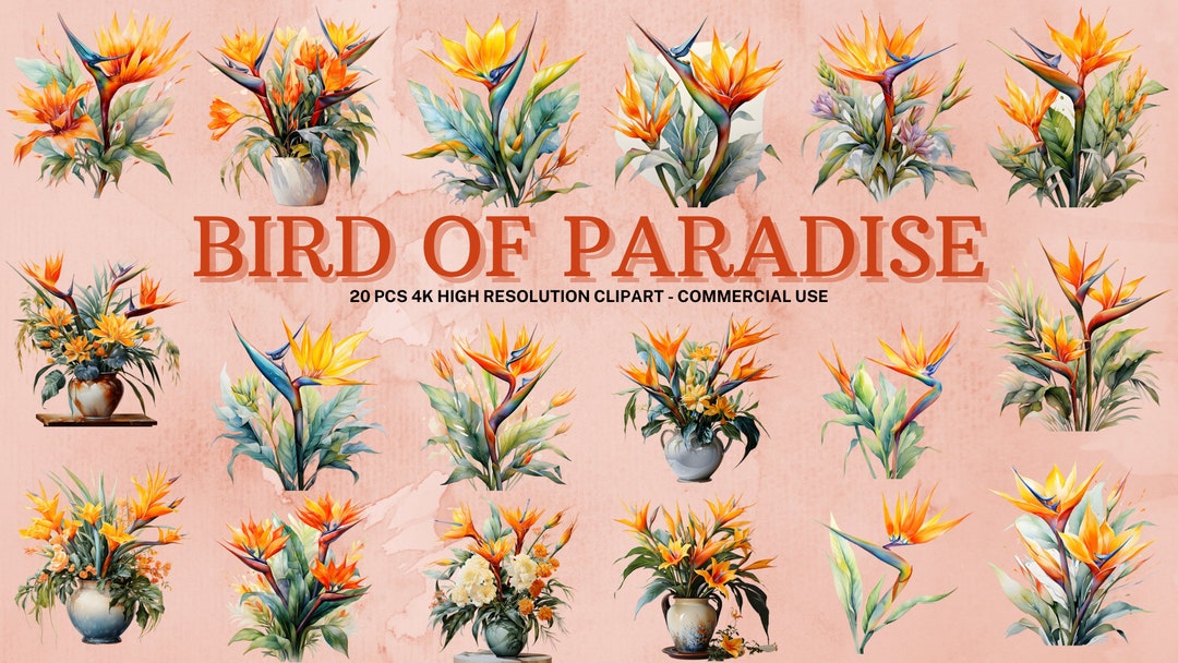 Watercolor Bird of Paradise Clipart: Tropical Flower PNG SVG (digital ...