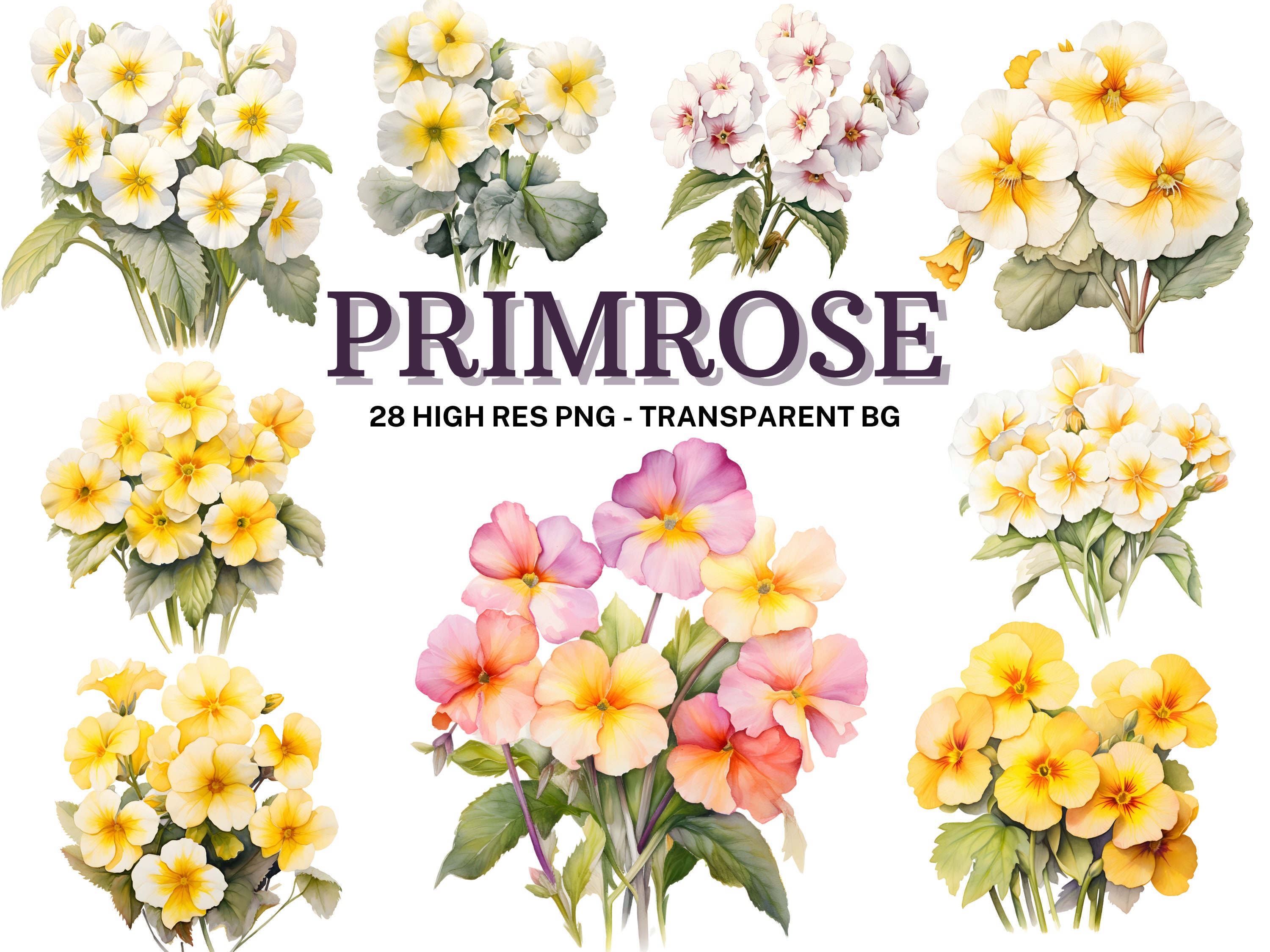 Primrose Clipart Set, 28 Watercolor Primrose Bundle, Watercolor Floral ...