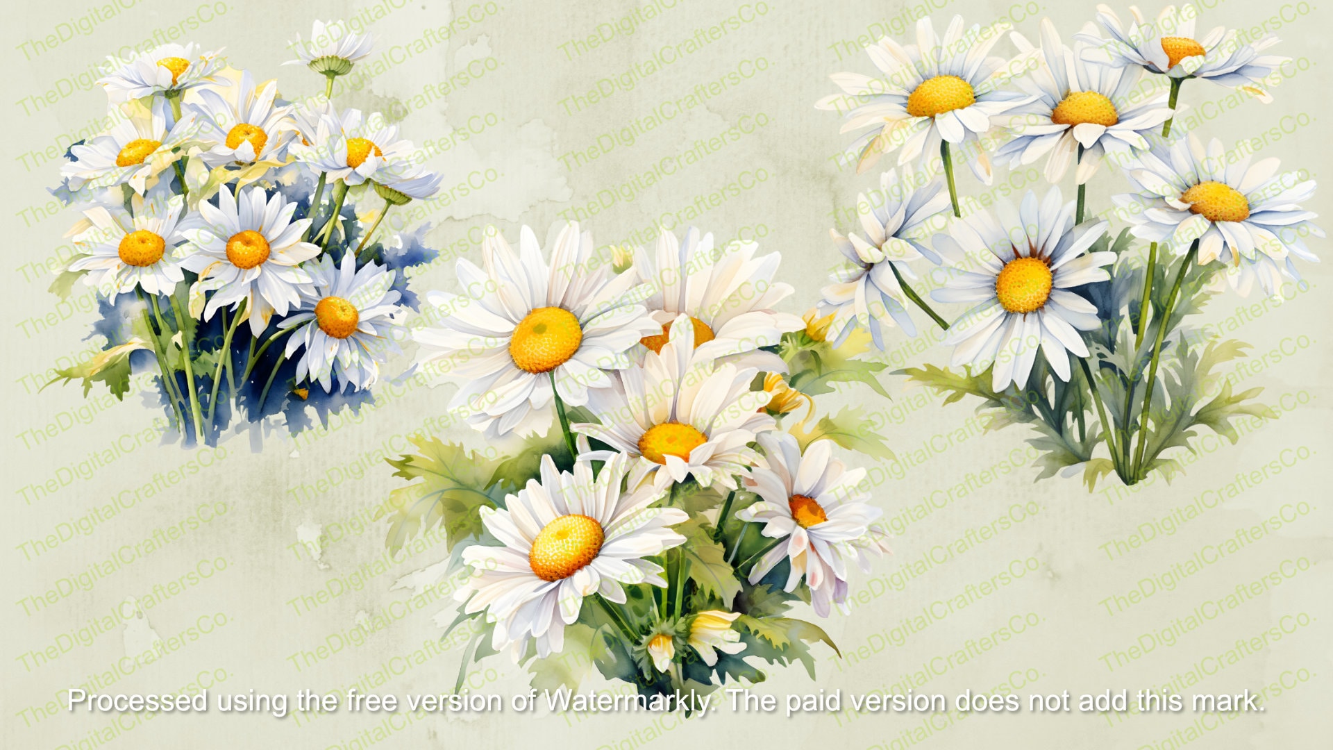 Daisy PNG Collection Watercolor Daisy Clipart Instant Download 20 High ...