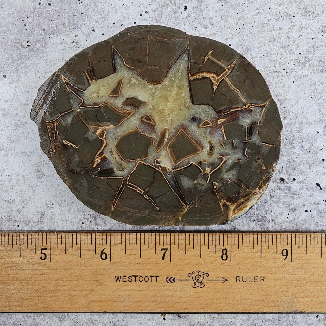 Septarian Nodule - Etsy