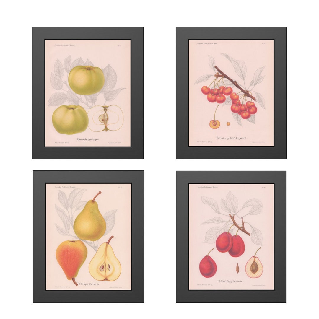 Vintage Botanical Art Reprints Vintage Fruit Reprints Bundle 2 Art ...