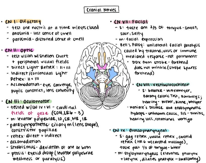 Part One Chiropractic (NBCE) Boards Notes - Etsy Canada