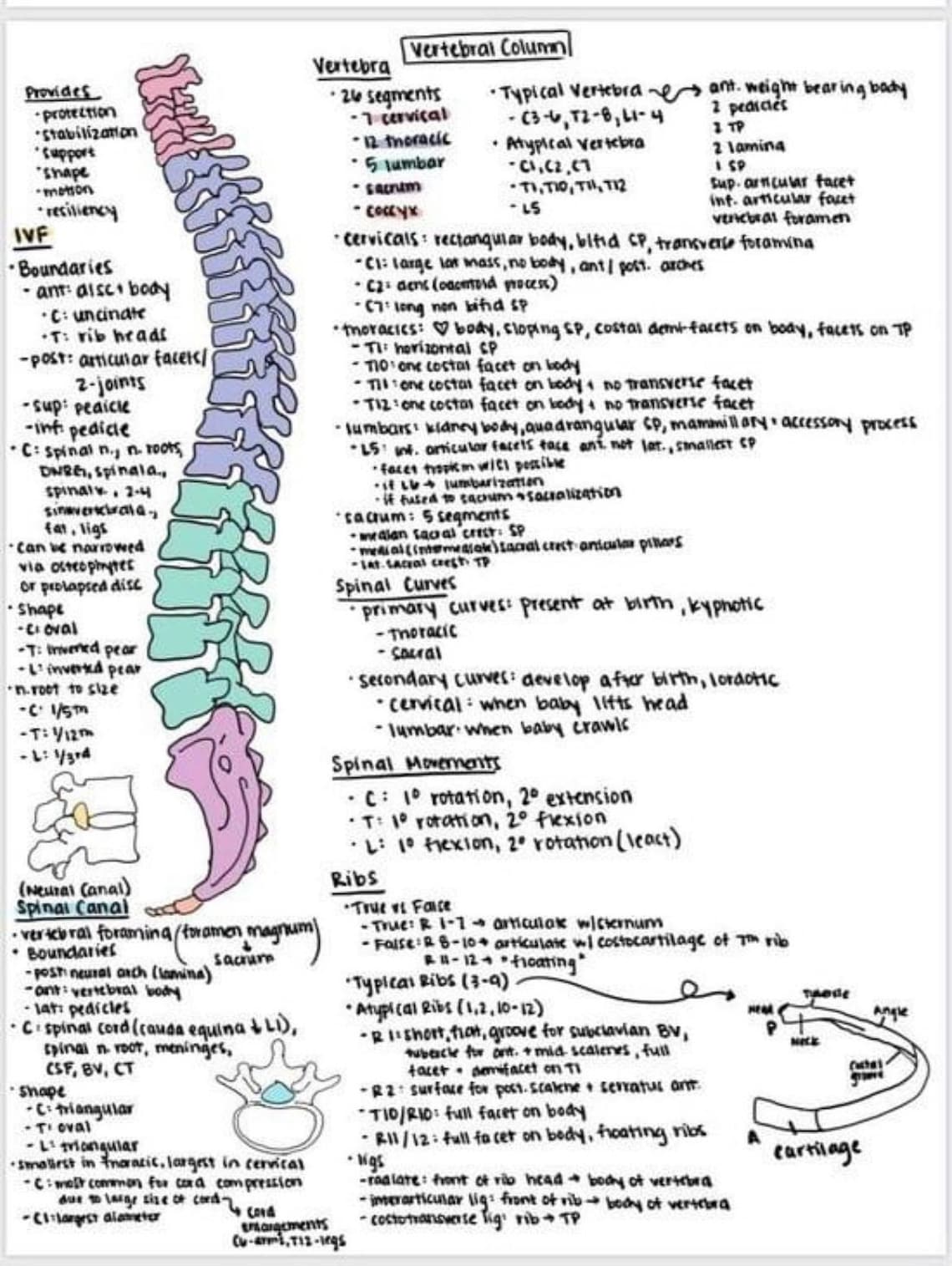 Part One Chiropractic (NBCE) Boards Notes - Etsy