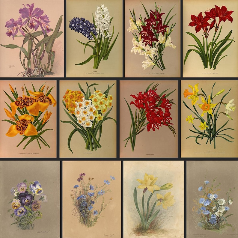 MEGA BUNDLE 6,435 Vintage Botanical Illustrations, Old Book ...