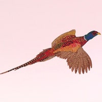 Pheasant Flying - Machine Embroidery Design, Embroidery Designs ...