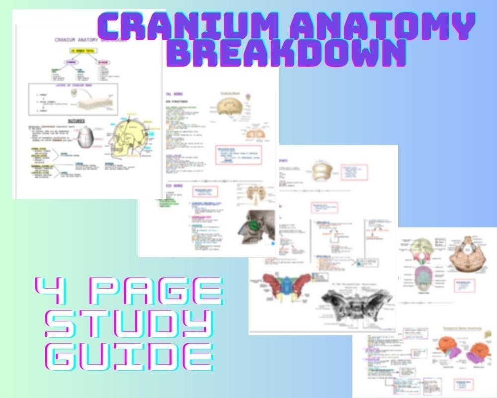 Skull Anatomy Study Guide Cranium Facial Bones Study Guide