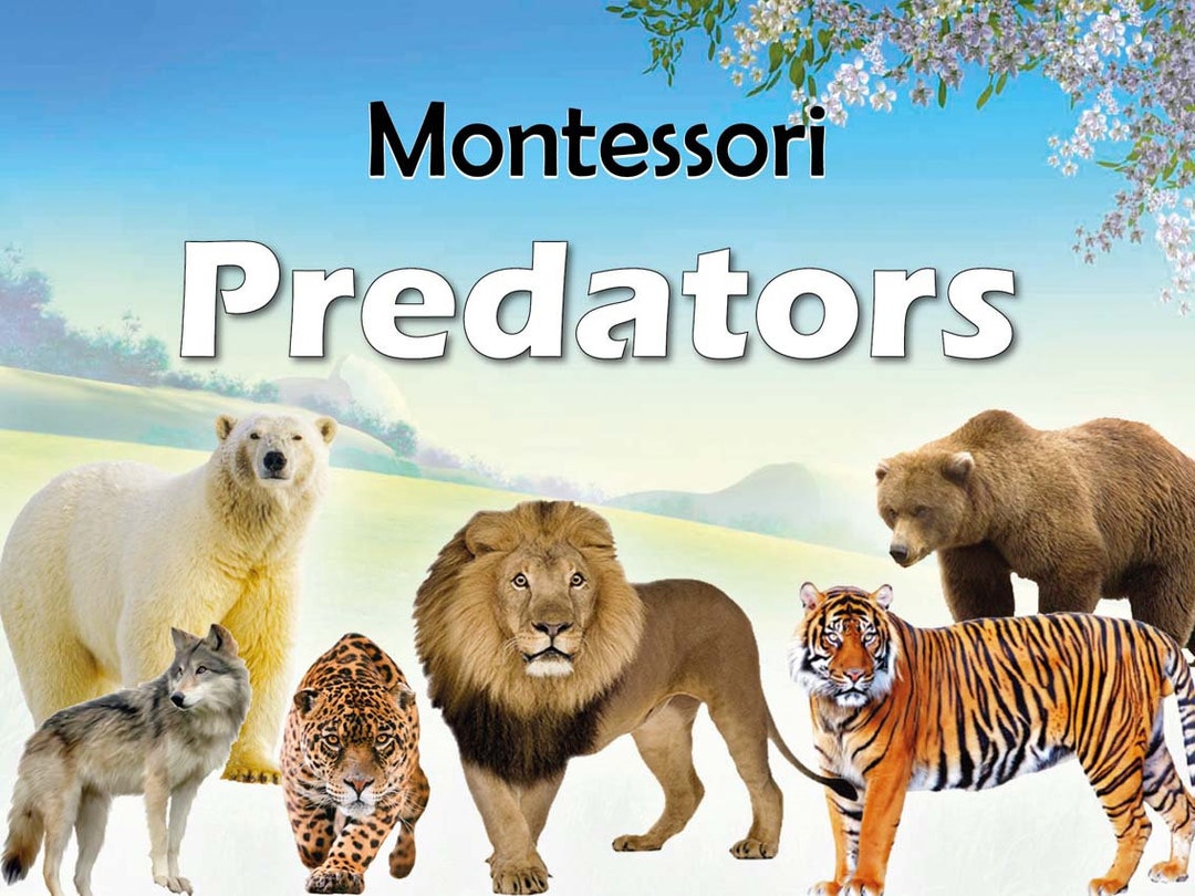 Flashcards for Names of Predator Animals real Pictures, 12x2 Printable ...