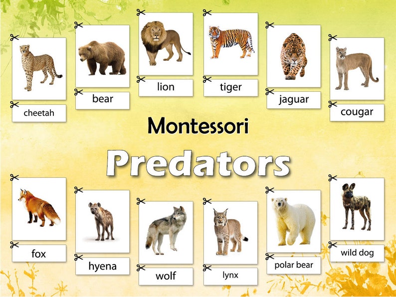 Flashcards for Names of Predator Animals real Pictures, 12x2 Printable ...