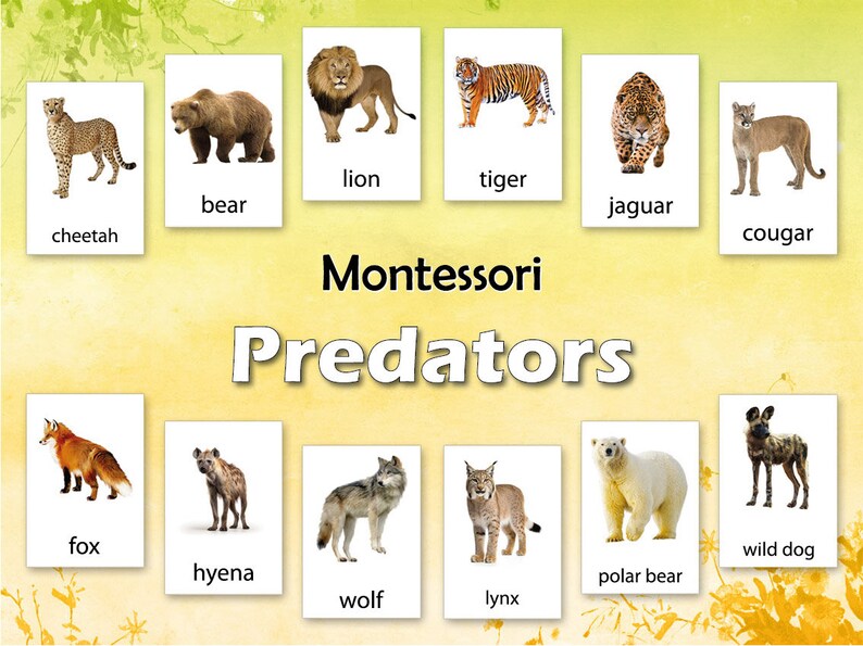 Flashcards for Names of Predator Animals real Pictures, 12x2 Printable ...