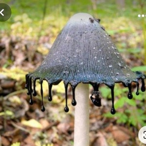 SHORT Inky Cap Mushroom Shroom Hat, Halloween Rave Festival Clothing ...