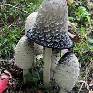 SHORT Inky Cap Mushroom Shroom Hat, Halloween Rave Festival Clothing ...