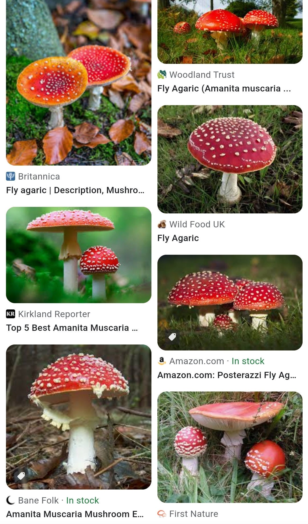 Amanita Muscaria Red Mushroom Shroom Hat, Halloween Rave Festival ...