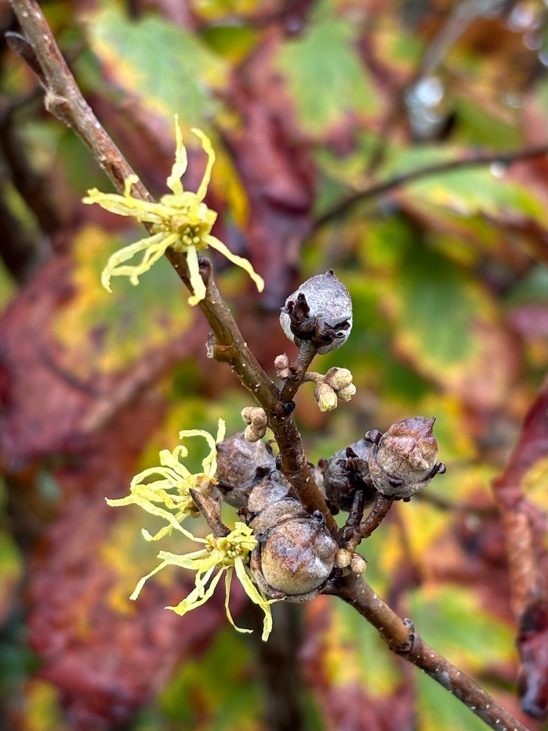 Witch Hazel - Preserved Decoction - Facial Toner - Natural Skincare ...