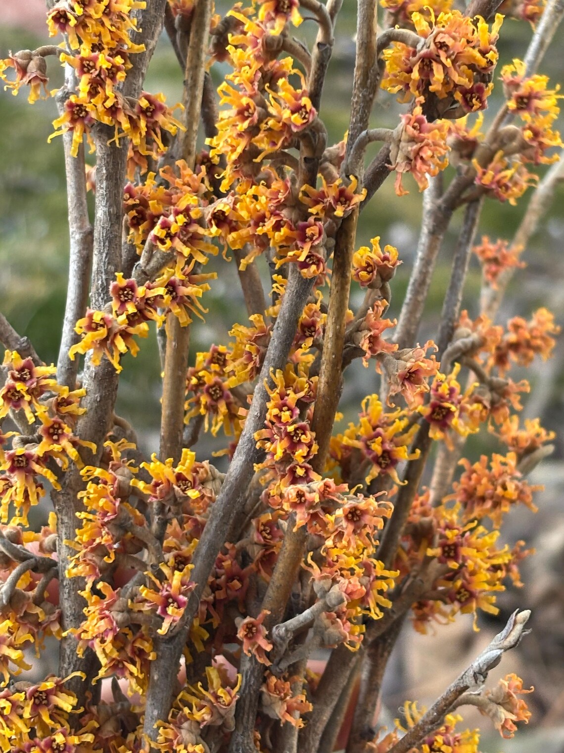 Witch Hazel - Preserved Decoction - Facial Toner - Natural Skincare ...