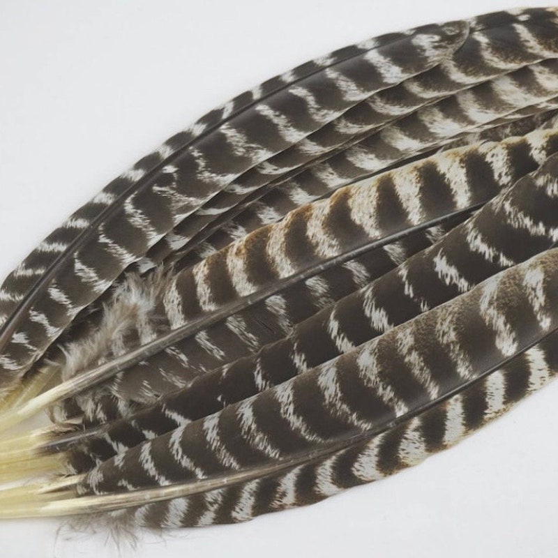 Wild Turkey Feathers - Etsy