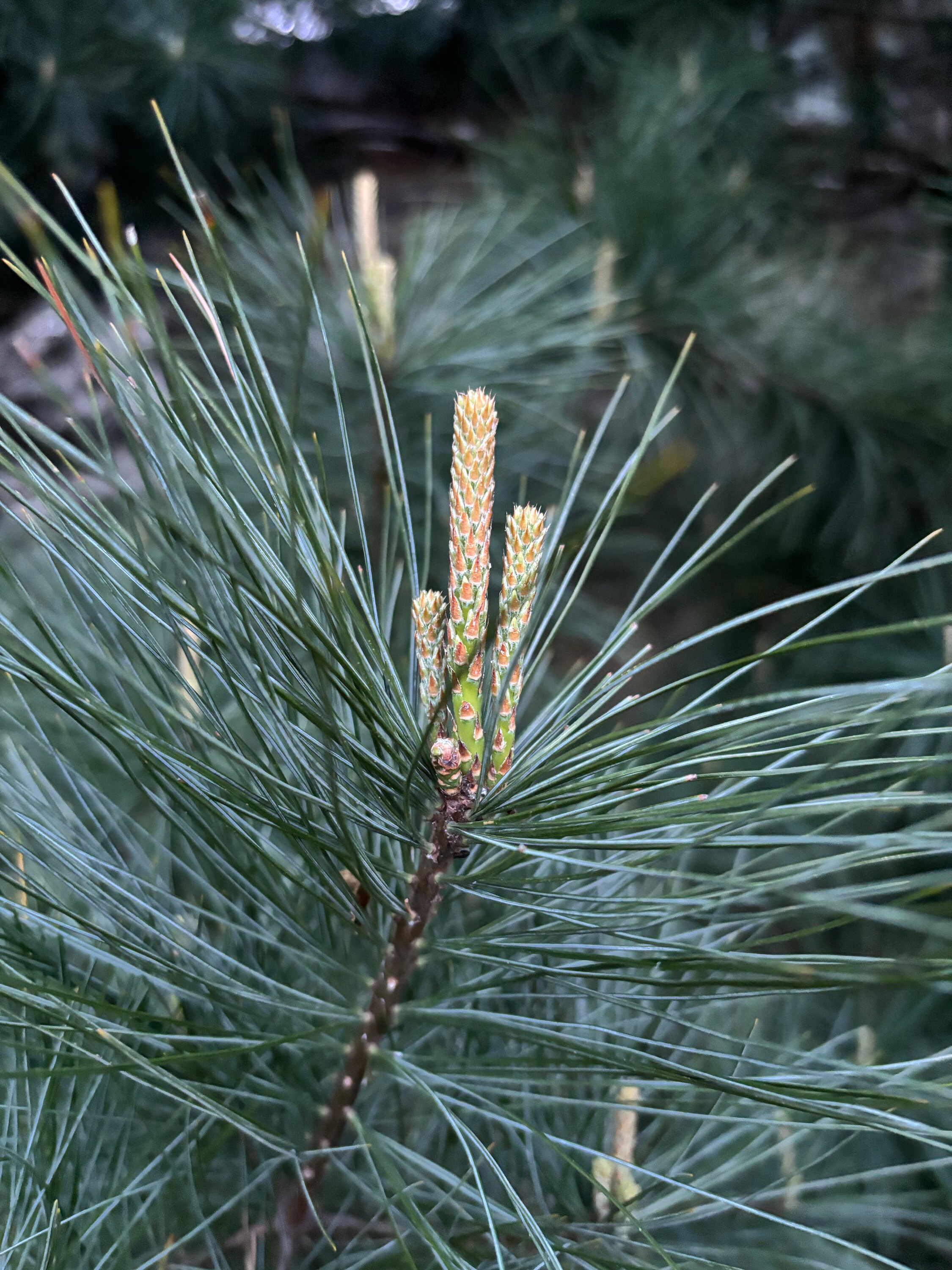 Eastern White Pine Needles - Pinus Strobus - Bulk - Organic - 1 Oz - Etsy
