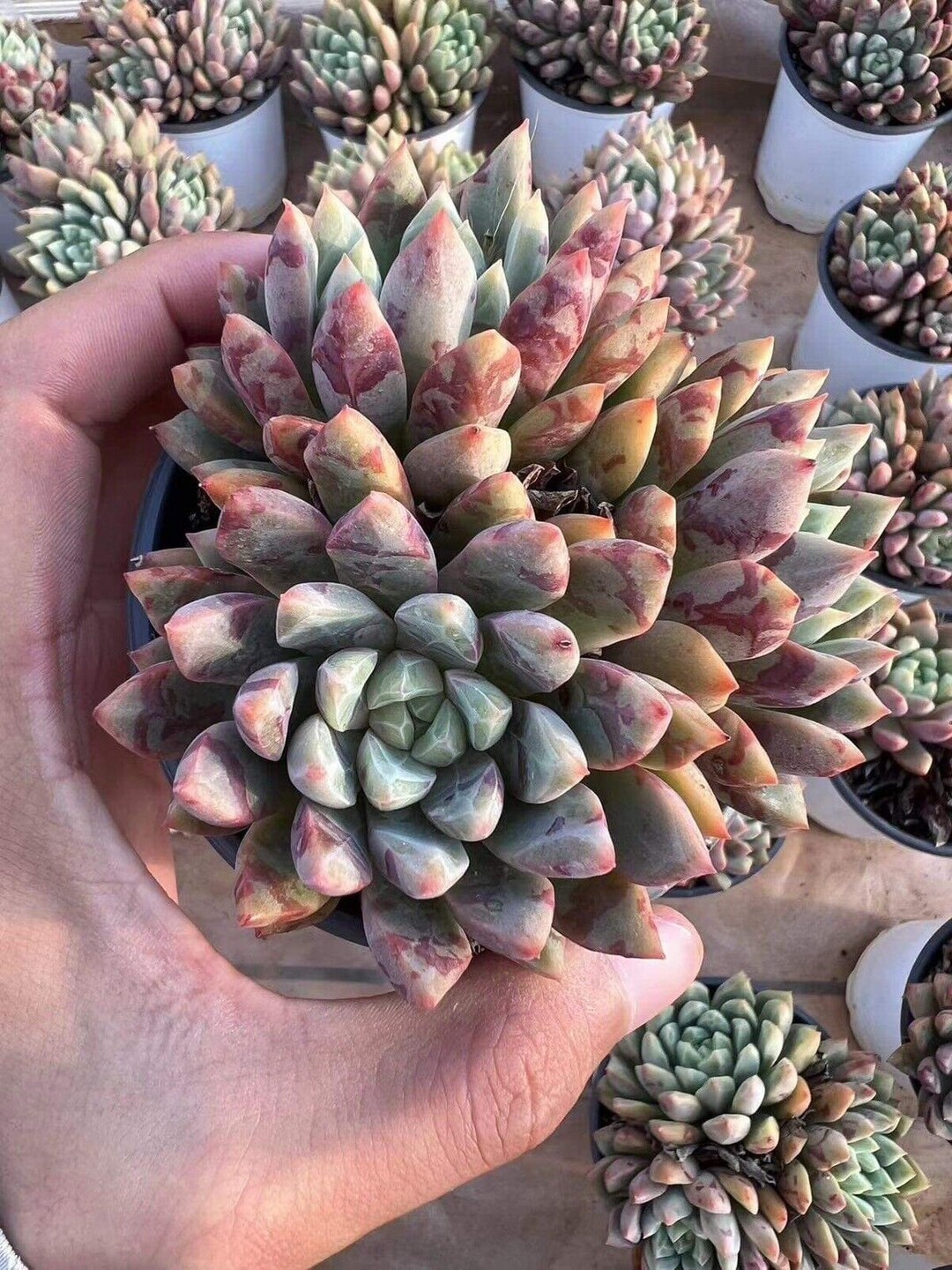 Echeveria Blood Swallow Clustered in 3 Inch Pot - Etsy