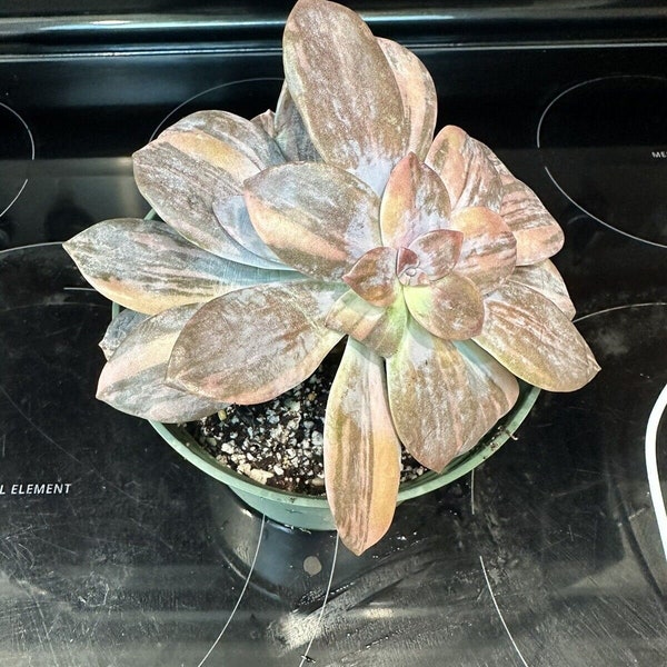 Superbum Succulent - Etsy