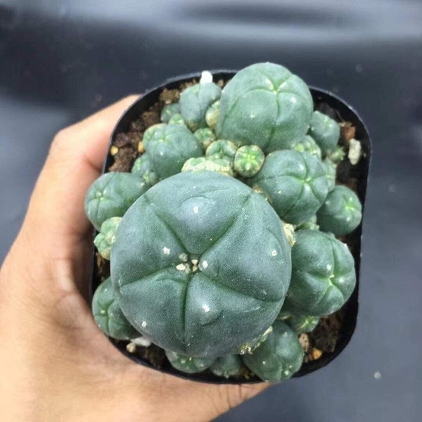 Peyote Cactus Plant - Etsy