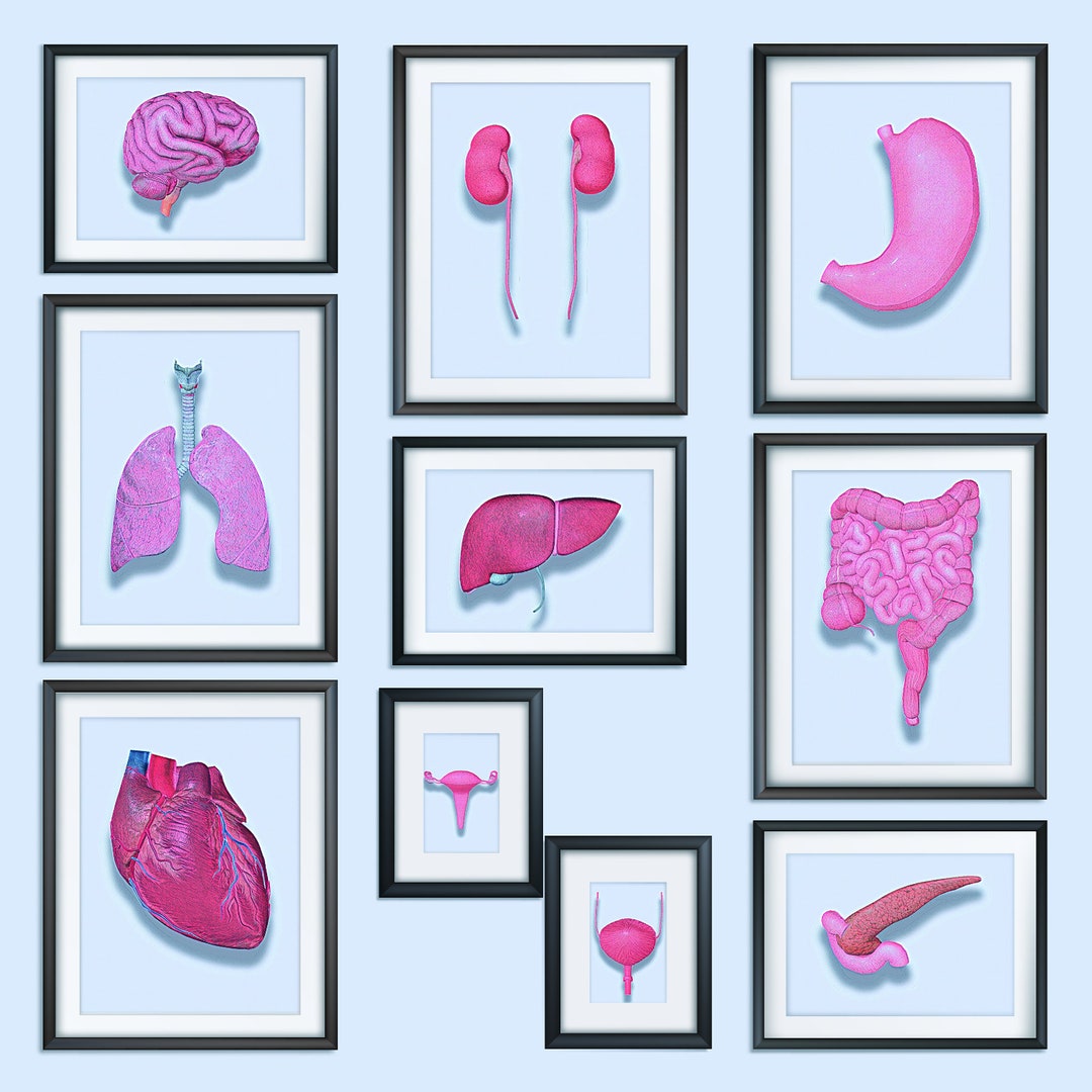 Anatomy Art Wall Decor MD6 Human Organs Illustration Digital Download ...