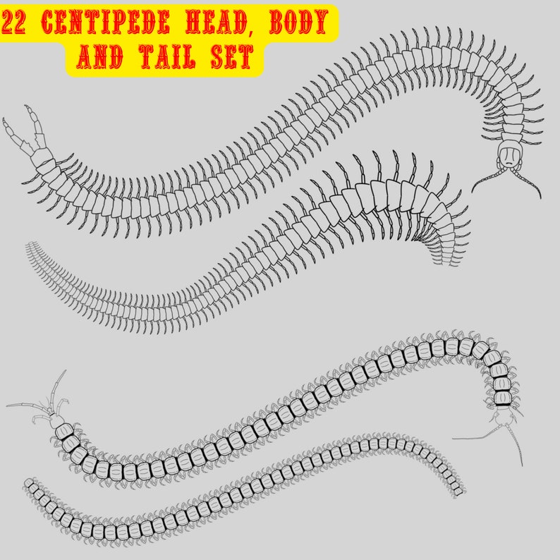 100 Centipede Procreate Brushes for Tattoo, Millipede Brush, Centipede ...