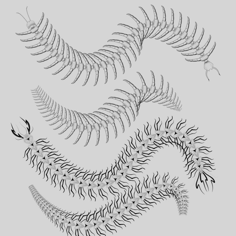100 Centipede Procreate Brushes for Tattoo, Millipede Brush, Centipede ...