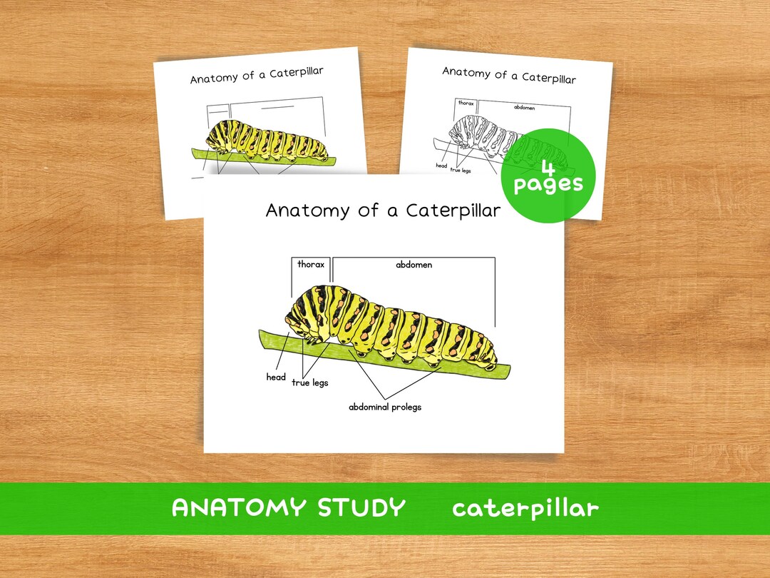 Caterpillar Anatomy Study | Insect Nature Unit Printable Poster ...
