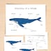 Anatomy of Whale Homeschool Resources Nature School Ocean Study Beach ...
