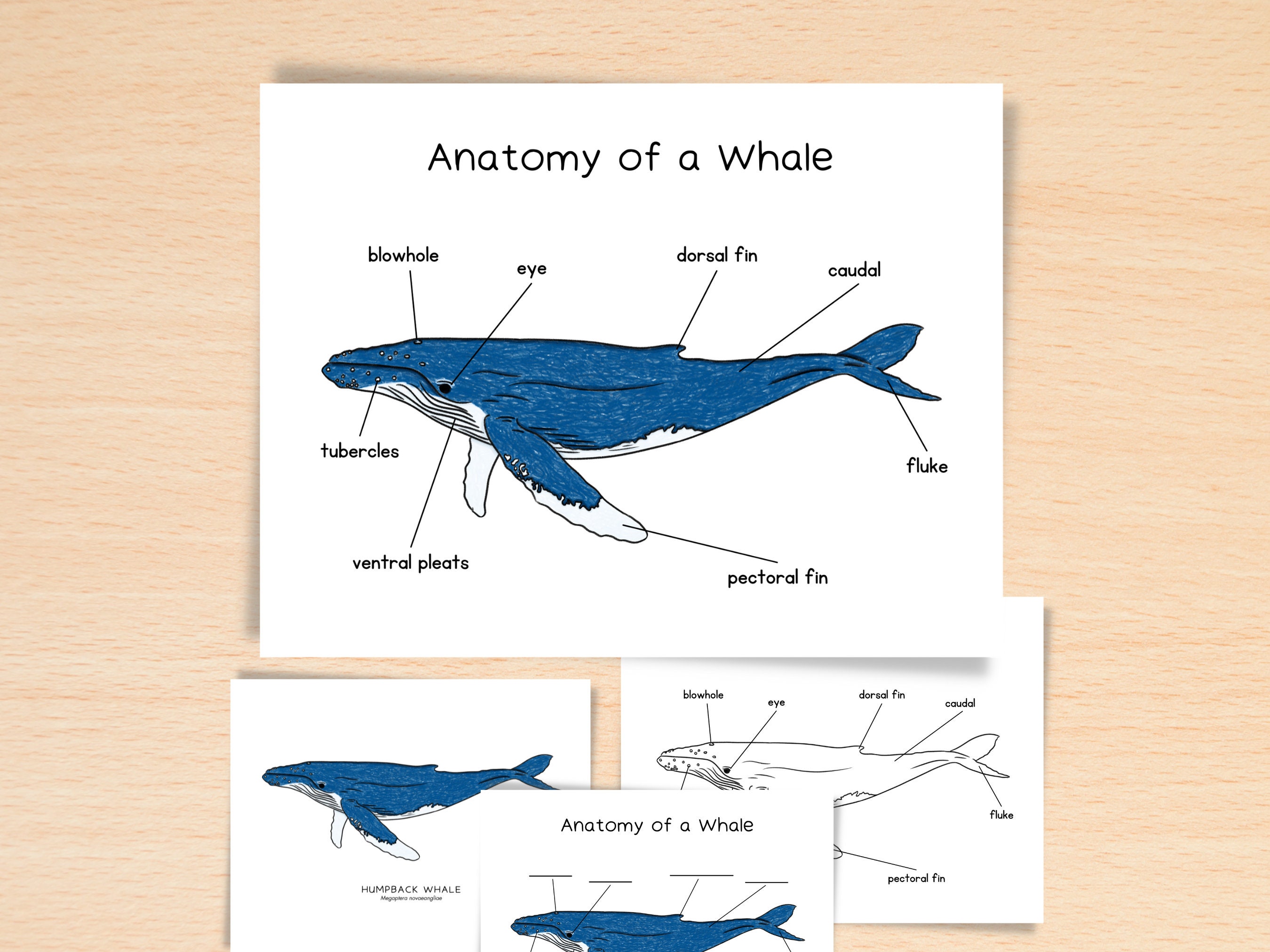 Anatomy of Whale Homeschool Resources Nature School Ocean Study Beach ...