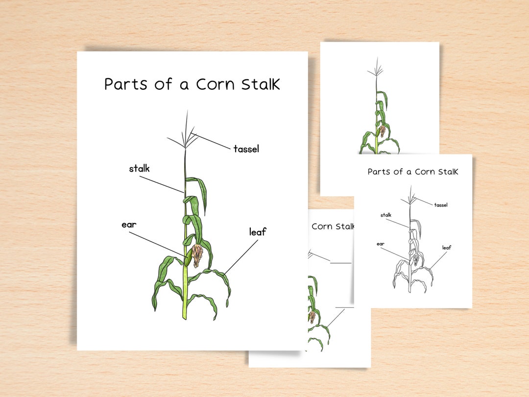 Anatomy of a Corn Stalk Homeschool Resources Nature School Botany Study ...