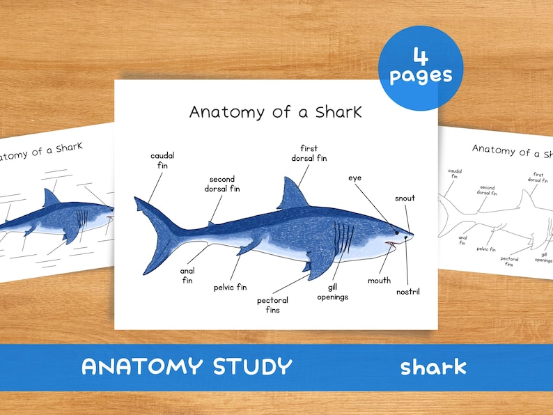 Anatomy of Shark | Homeschool Resources Nature School Ocean Study ...