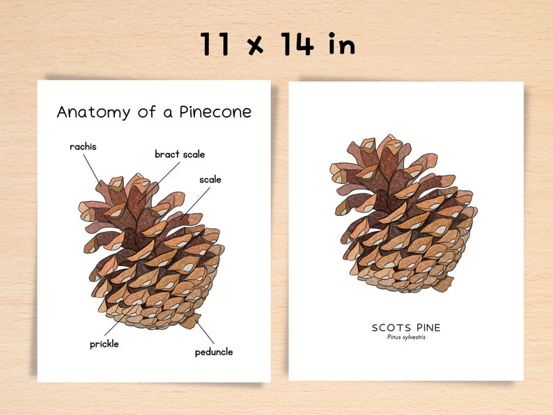 Anatomy of a Pinecone Homeschool Resources Nature School Botany Study ...