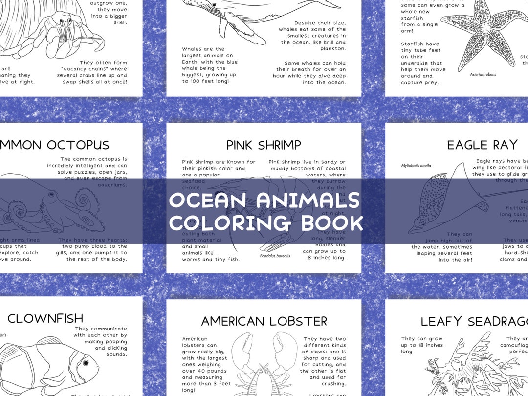 Ocean Animals and Sea Creatures Coloring Book Beach Unit Homeschool ...