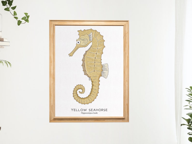 Anatomy of Seahorse Homeschool Resources Nature School Ocean - Etsy