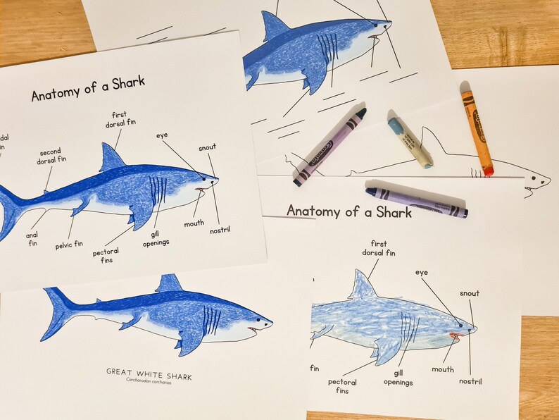 Anatomy of Shark | Homeschool Resources Nature School Ocean Study ...