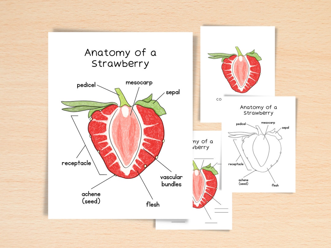 Anatomy of a Strawberry Study Charlotte Mason Homeschooling Printable ...
