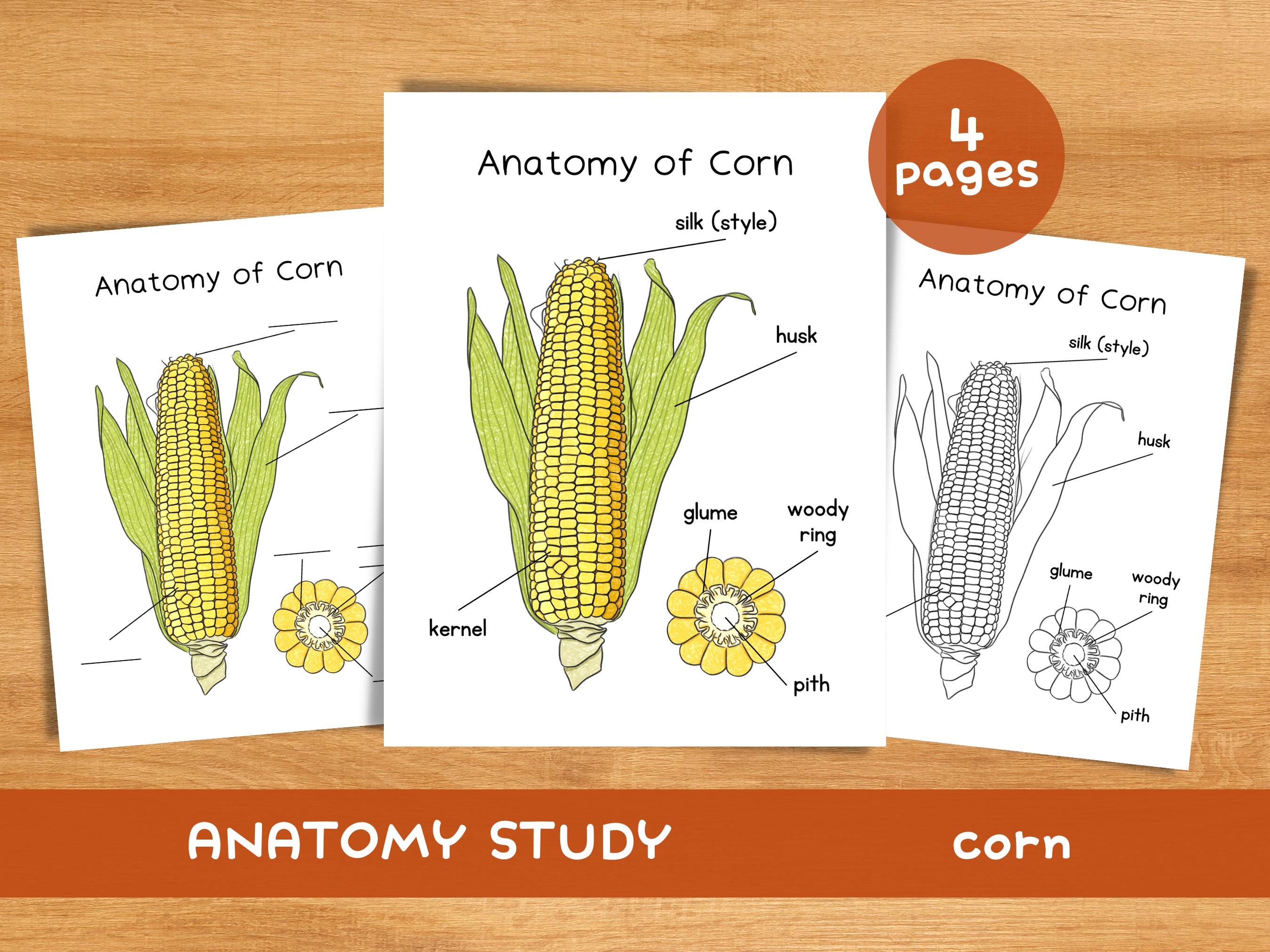 Anatomy of Corn | Charlotte Mason Homeschool Printable Nature Study ...