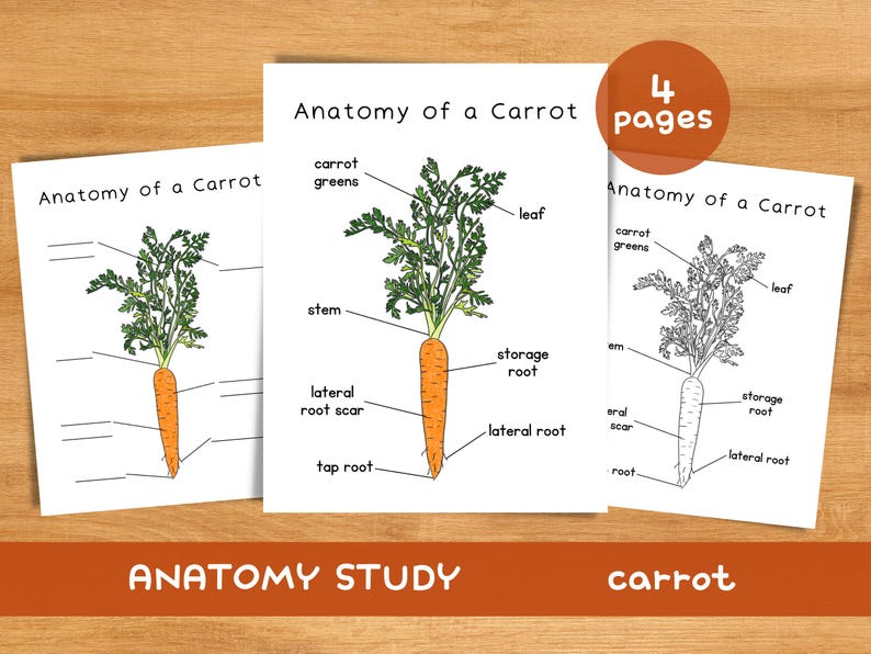 Anatomy of a Carrot | Homeschool Fall Resources Nature School Botany ...