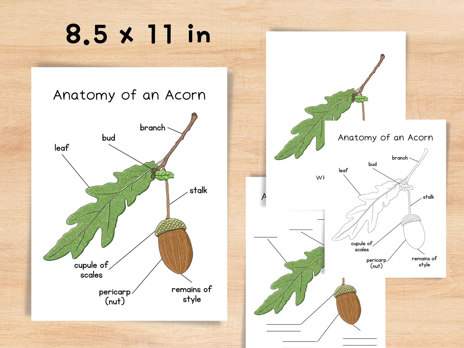Anatomy of Acorn | Homeschool Resources Nature School Botany Study ...