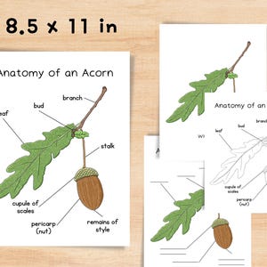 Anatomy of Acorn | Homeschool Resources Nature School Botany Study ...