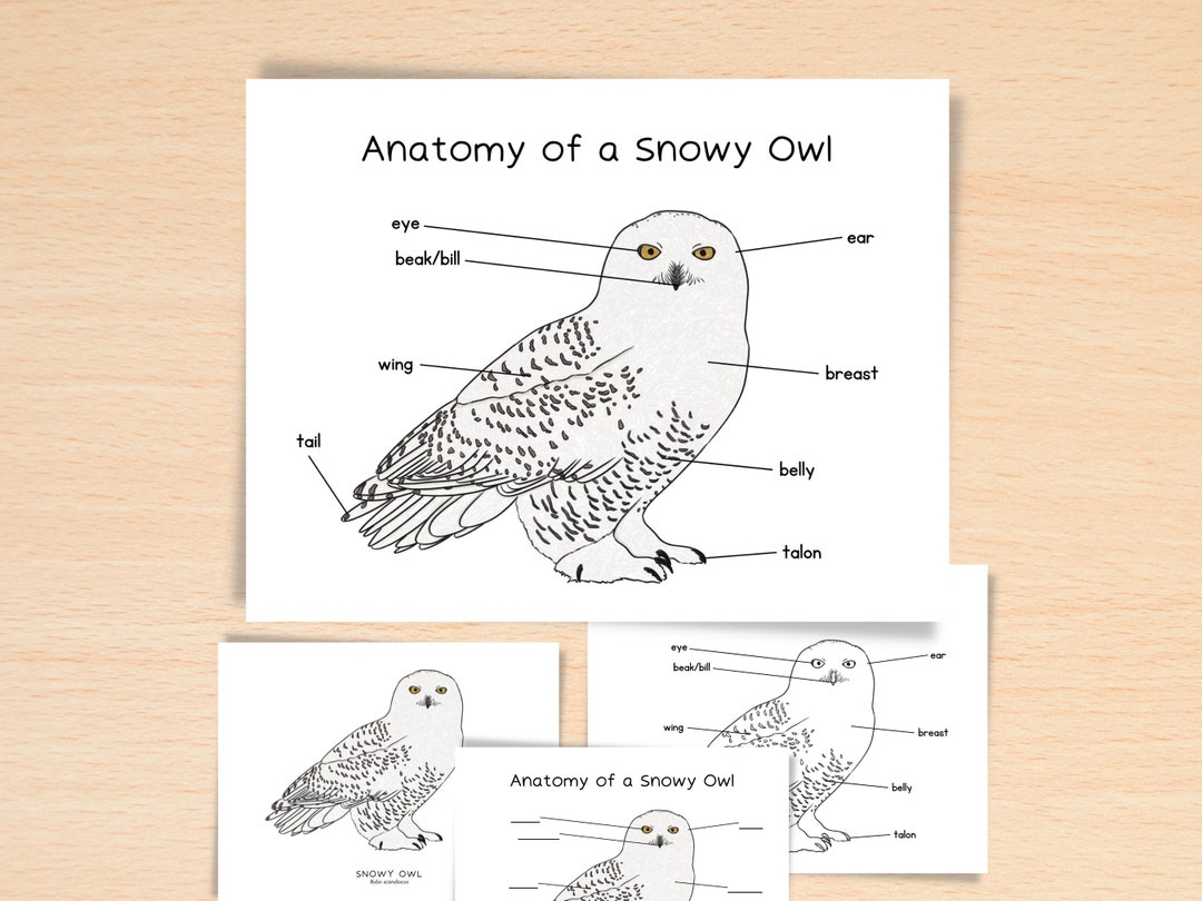 Anatomy of a Snowy Owl Charlotte Mason Resources Nature School Arctic ...